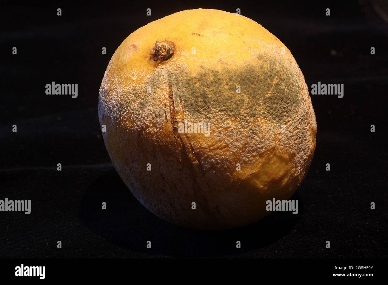 Lemon with mold hi-res stock photography and images - Alamy