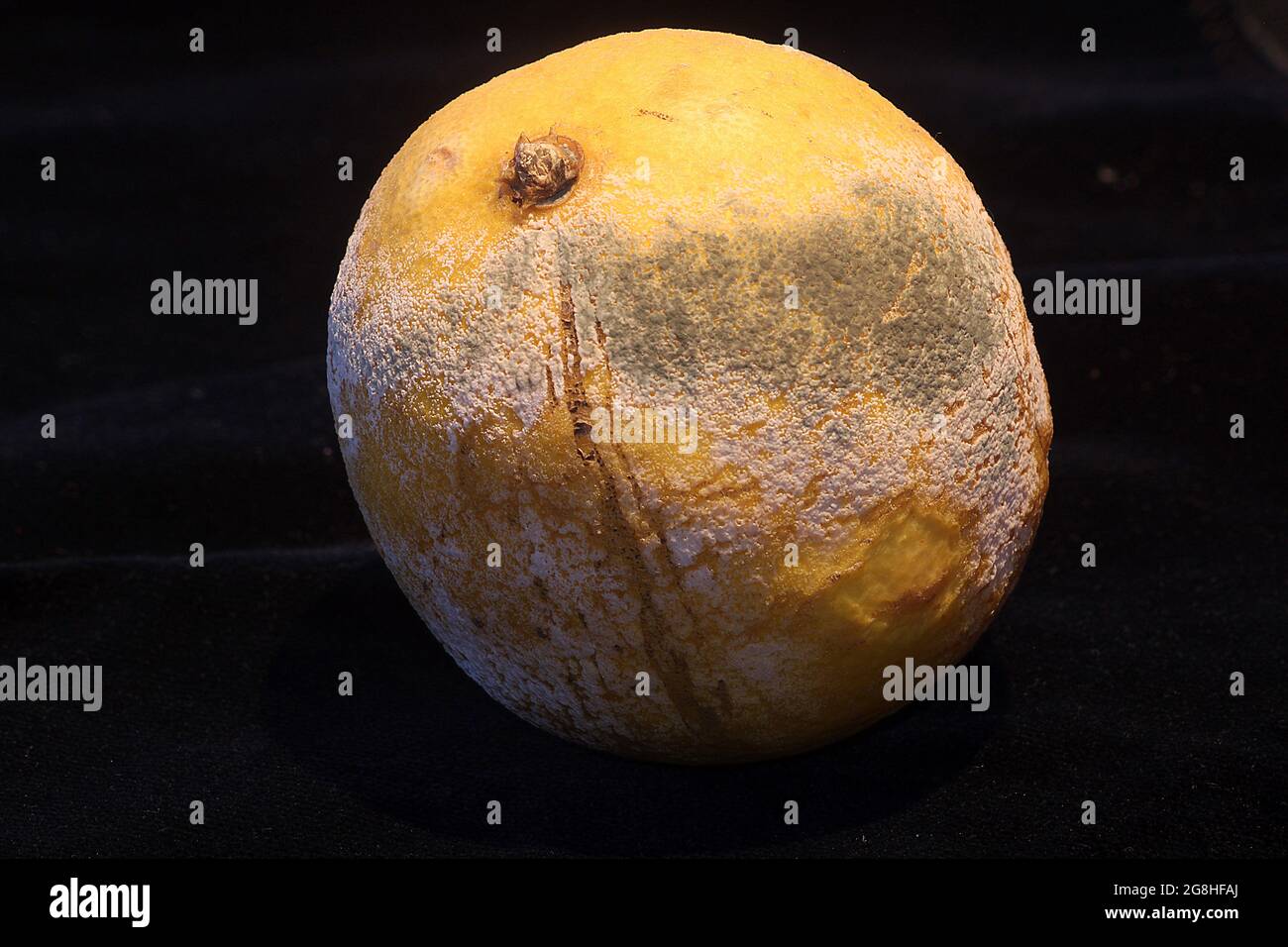 Rotting lemon on black background Stock Photo - Alamy