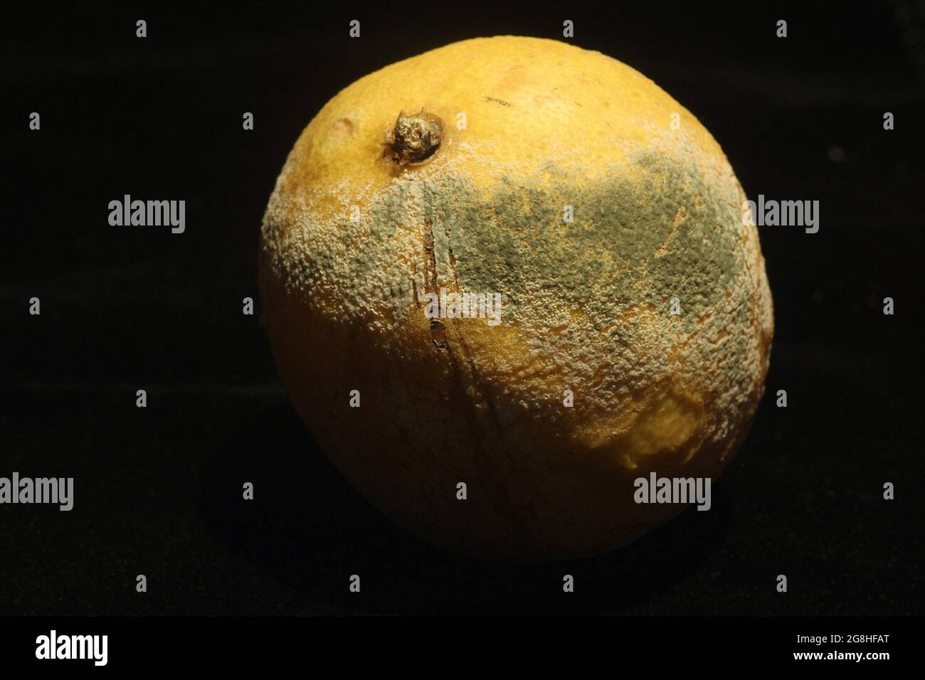 Rotting lemon on black background Stock Photo - Alamy