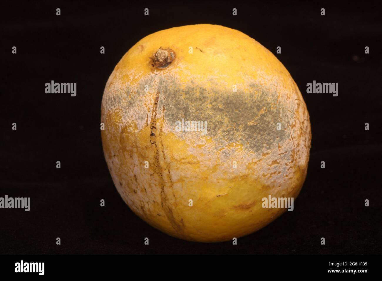 Rotting lemon on black background Stock Photo - Alamy