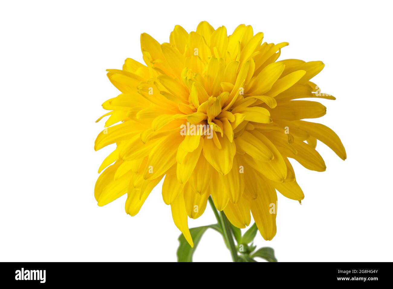 One yellow flower isolated on white background Stock Photo - Alamy
