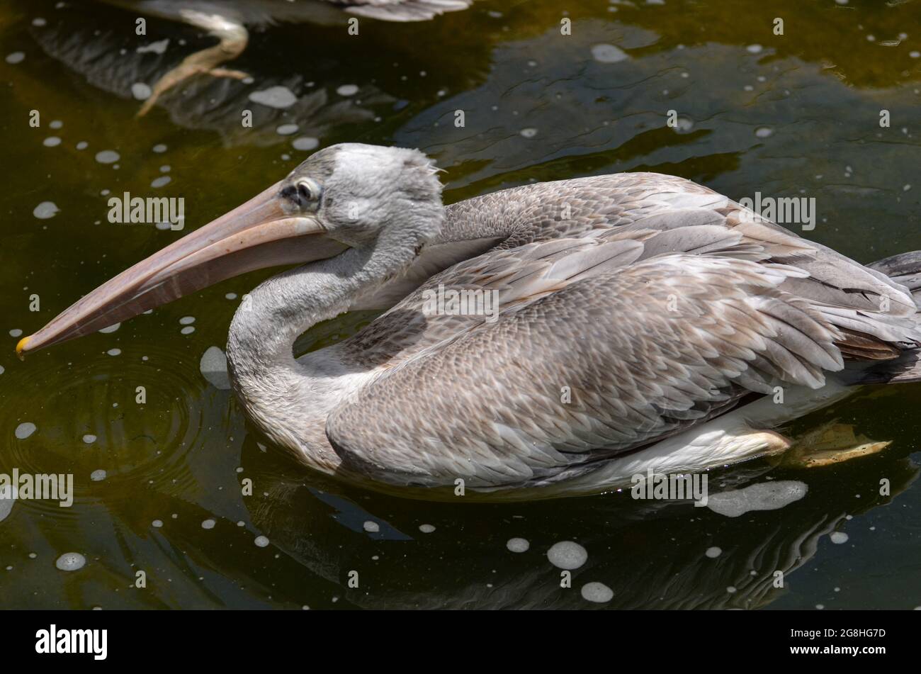 Grey stork hi-res stock photography and images - Alamy