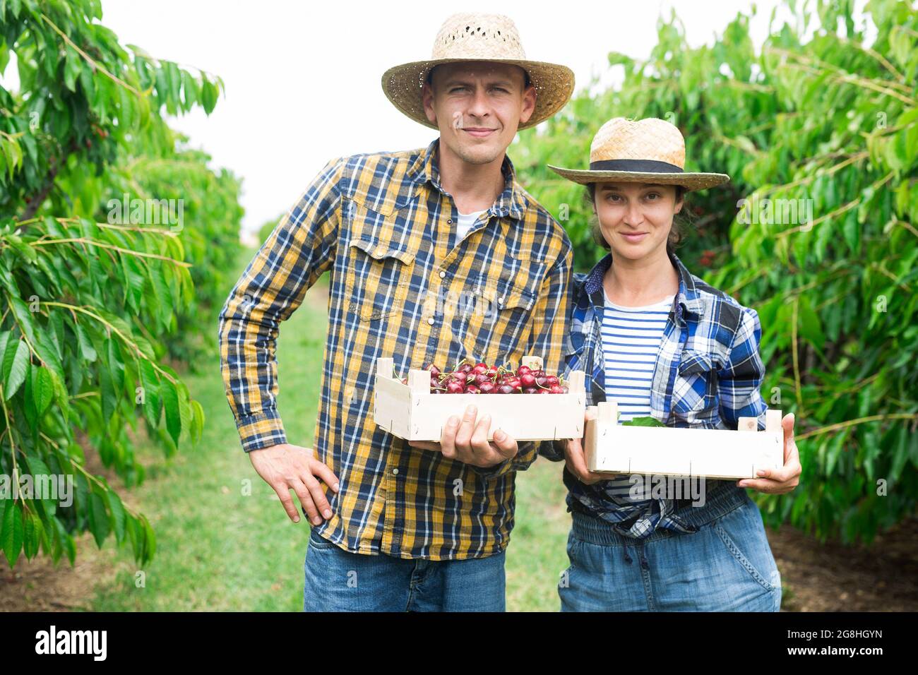Farmers holding crates with sweet cherry Stock Photo - Alamy