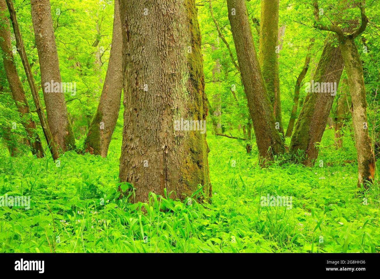 Hall Woods Nature Preserve High Resolution Stock Photography and Images ...