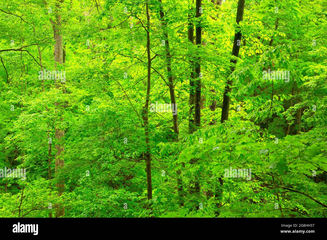 Ancient forest, Hall Woods Nature Preserve, Indiana Stock Photo - Alamy