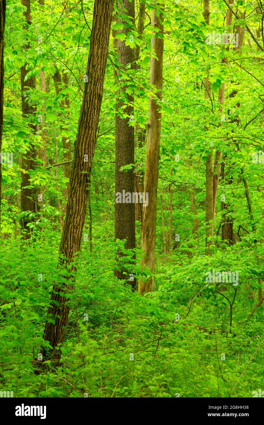 Ancient forest, Hall Woods Nature Preserve, Indiana Stock Photo - Alamy
