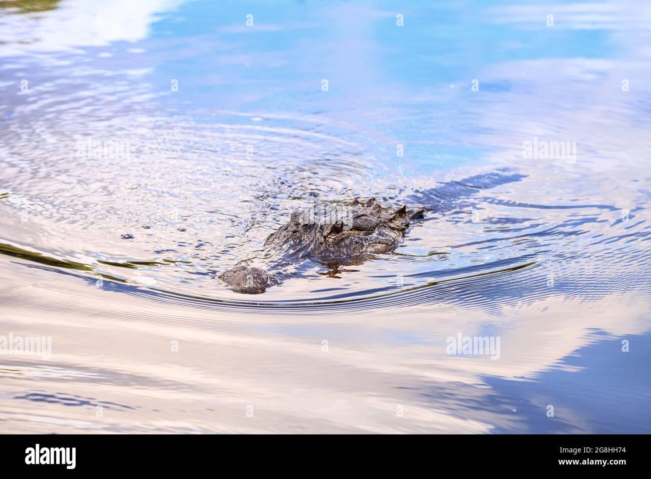 American alligator Alligator mississippien submerged in a swamp in the ...