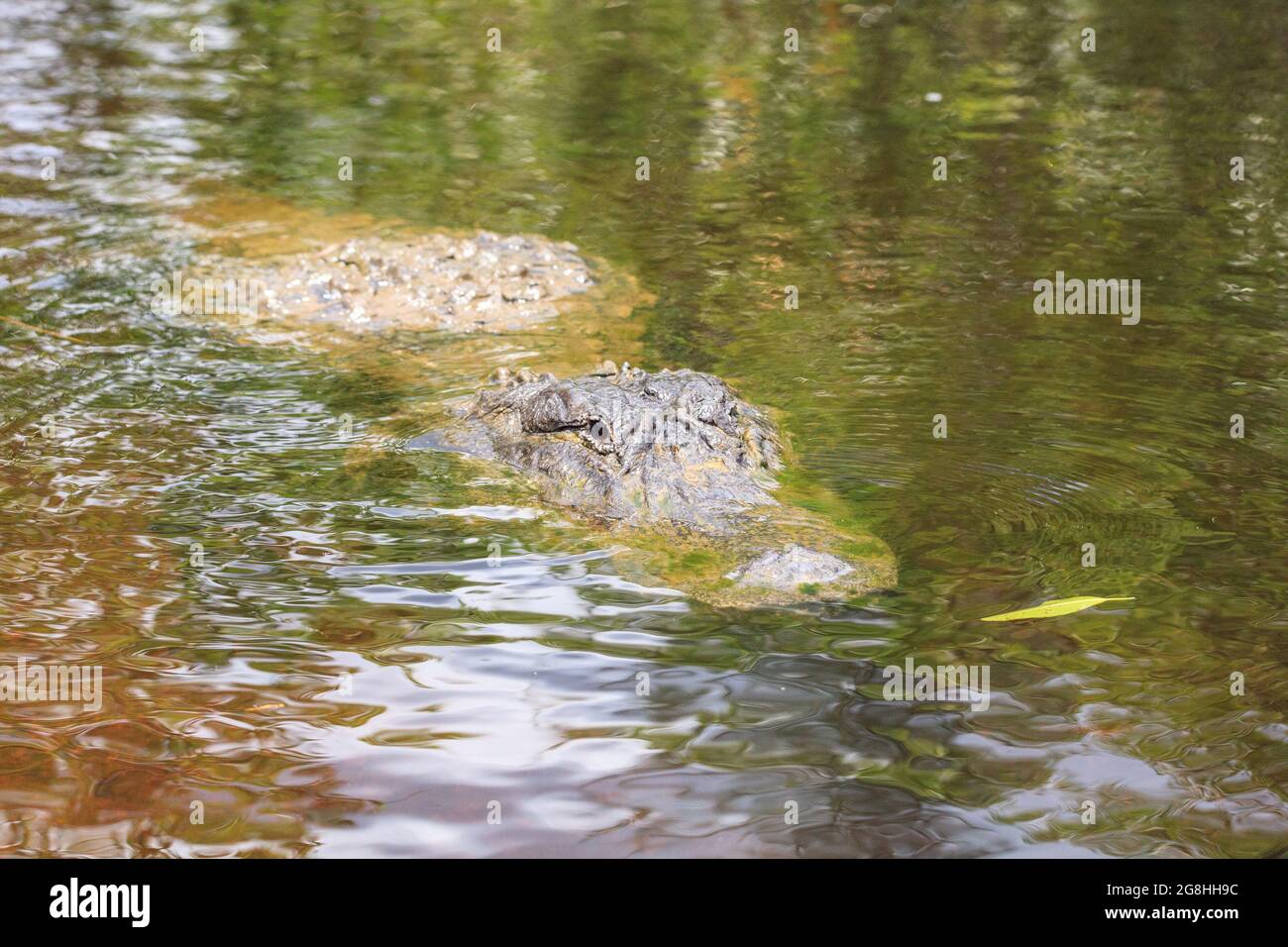 American alligator Alligator mississippien submerged in a swamp in the ...