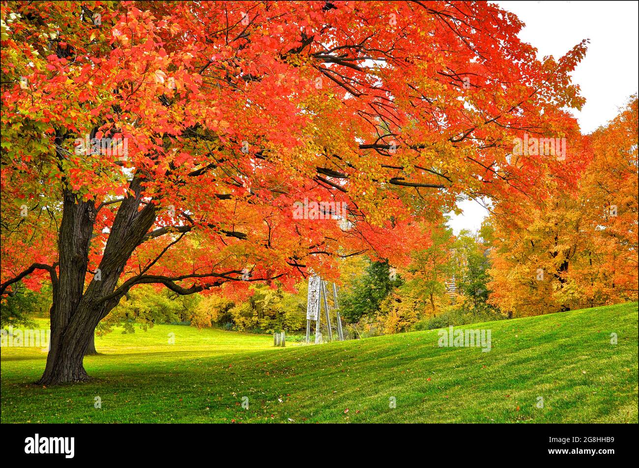 Tree landscape with nature and maple tree environment hi-res stock ...