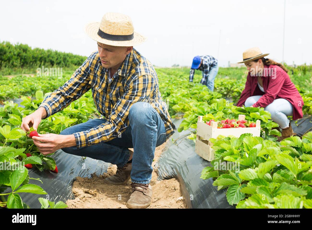 Team of farmers picking strawberry at farm Stock Photo - Alamy