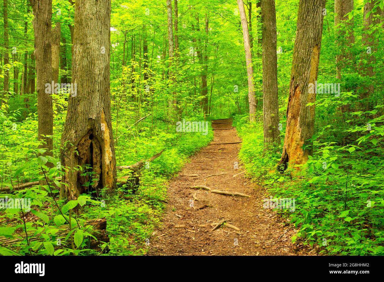 Hiking trail, McCormick's Creek State Park, Indiana Stock Photo - Alamy