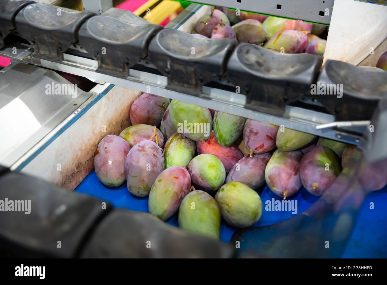 Fresh tropical fruit mango in crates after packaging in warehouse Stock ...