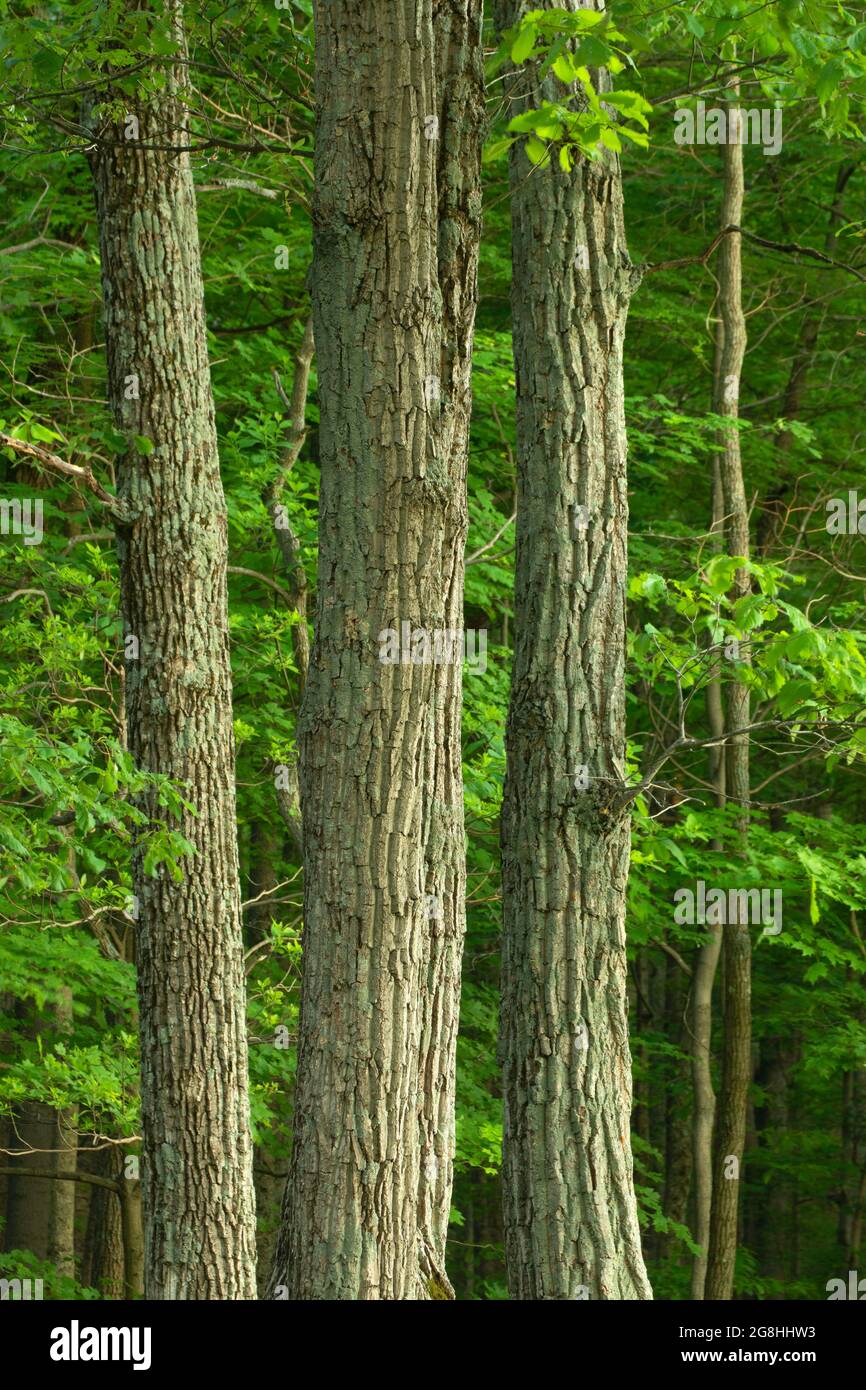 Mature forest, Brown County State Park, Indiana Stock Photo - Alamy