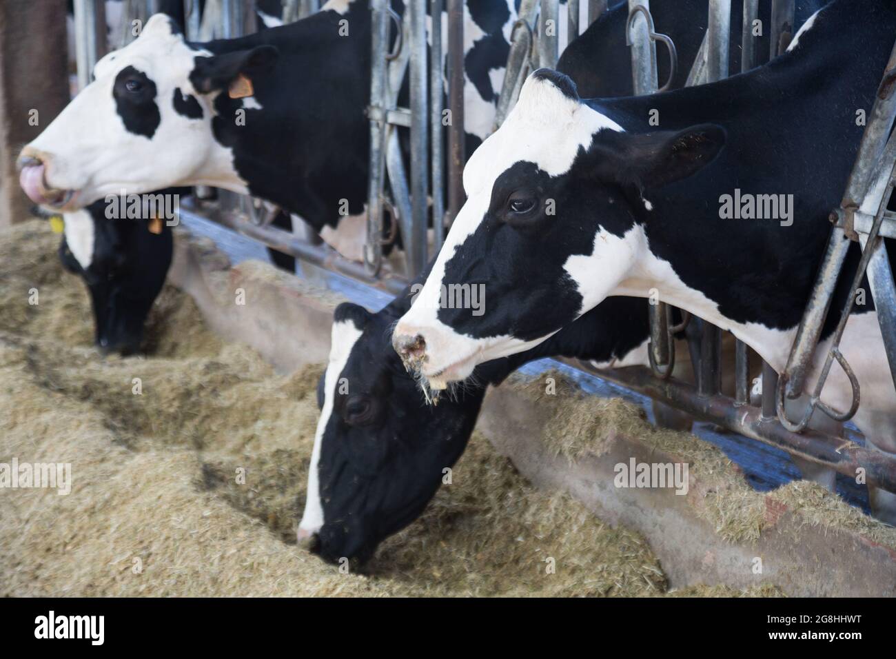 Farm cowshed with cows Stock Photo - Alamy