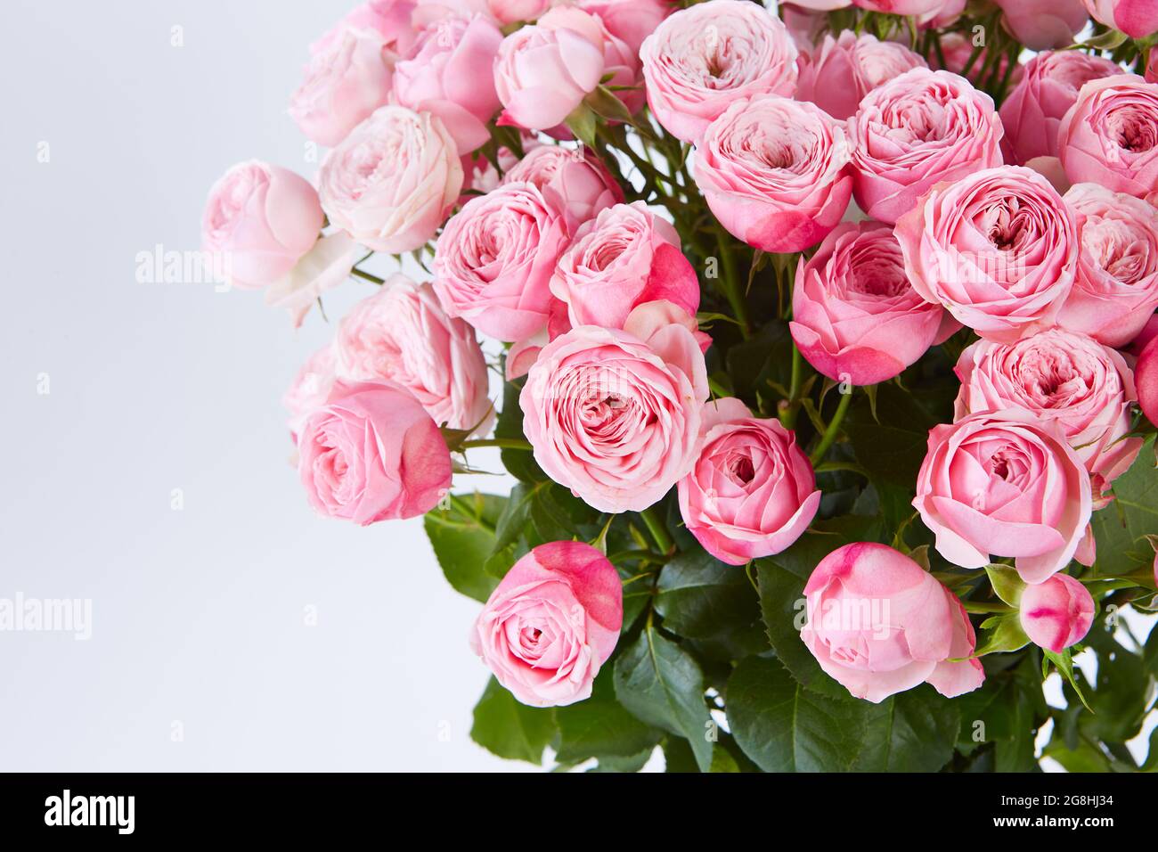 huge pink garden roses bouquet isolated on white background. luxury ...