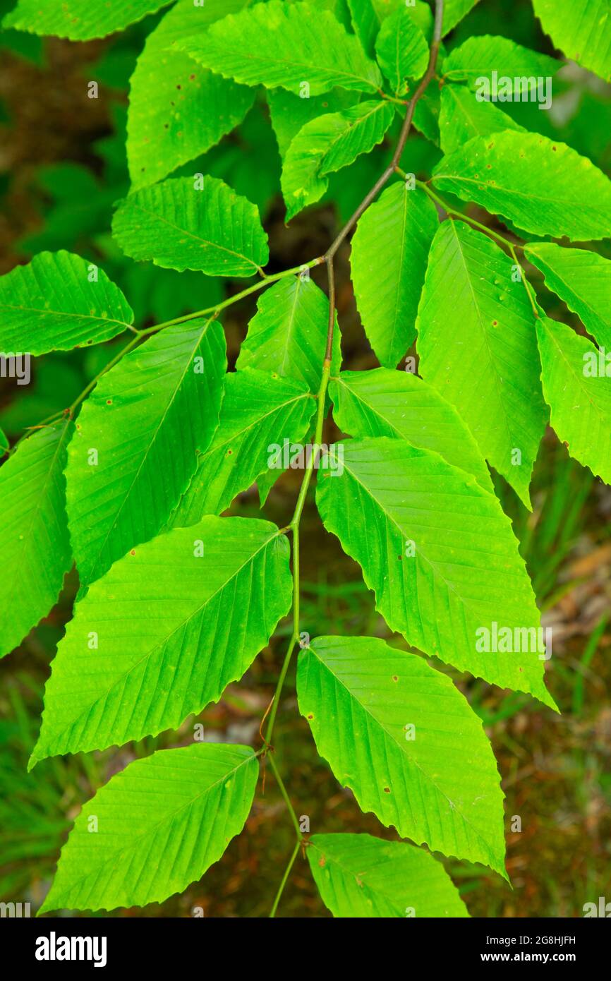 Beech leaves, Brown County State Park, Indiana Stock Photo - Alamy