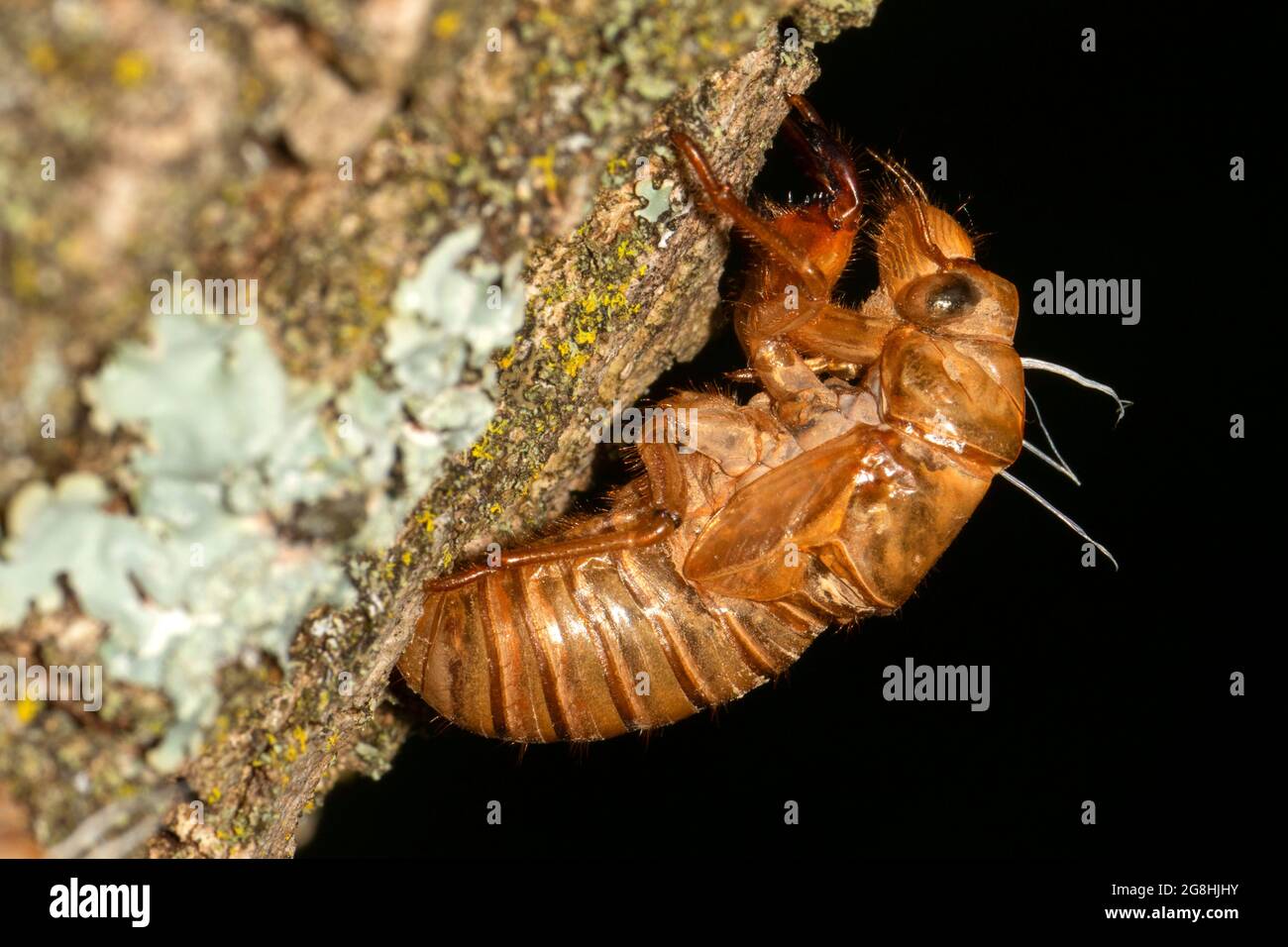 Cicada Nymph, Brown County State Park, Indiana Stock Photo - Alamy