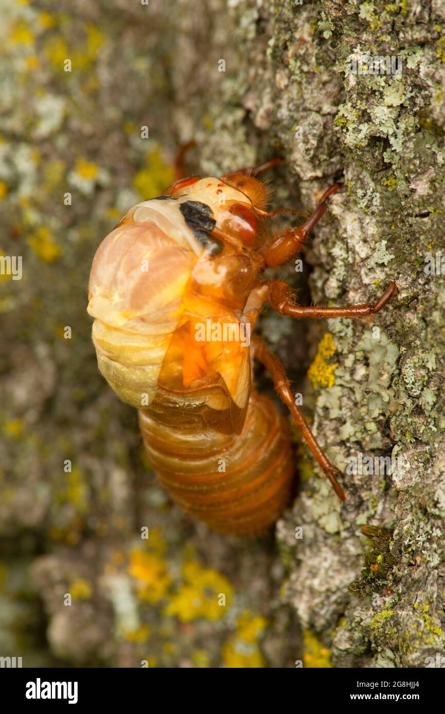 Cicada hatching, Brown County State Park, Indiana Stock Photo - Alamy