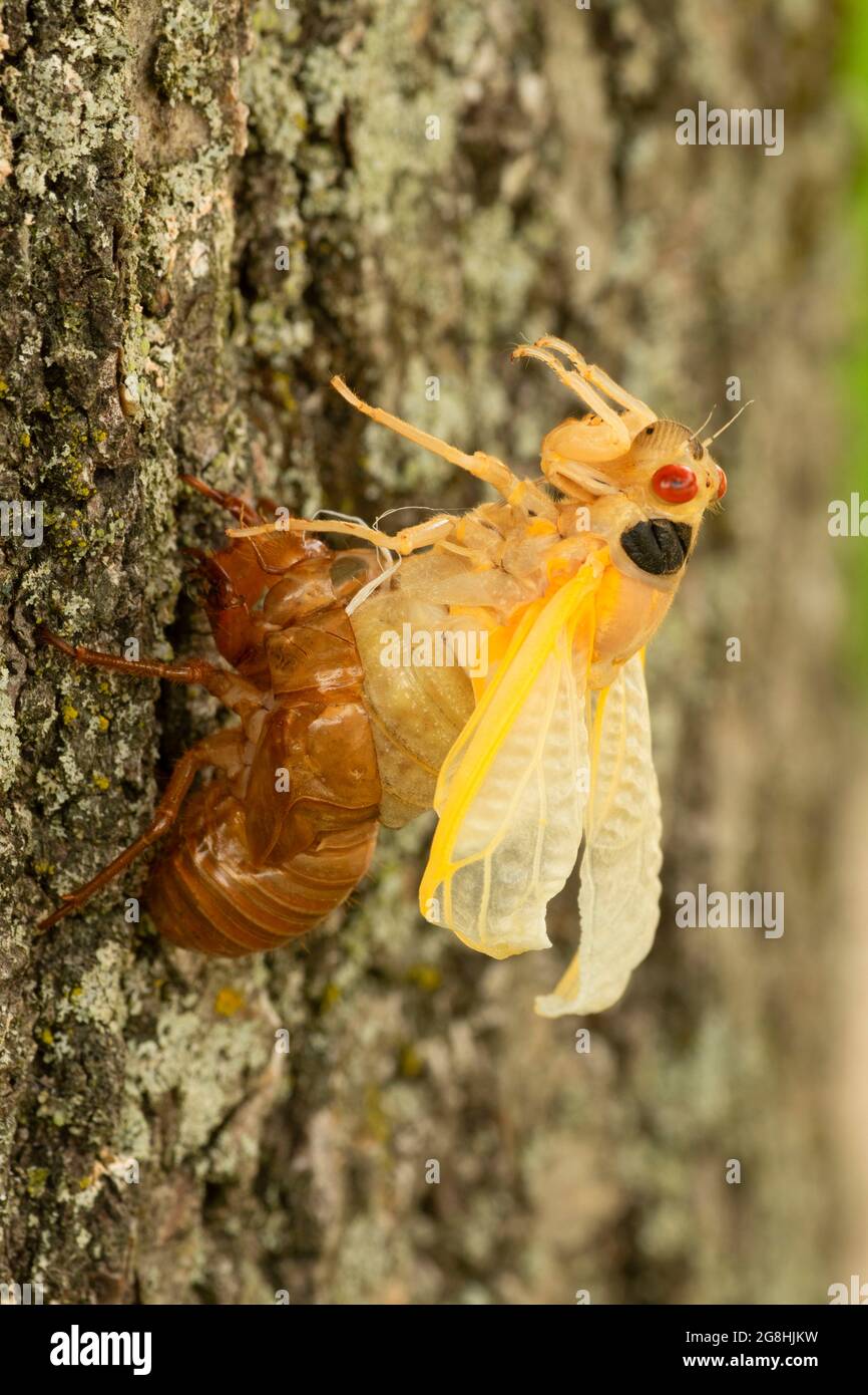Cicada hatching hi-res stock photography and images - Alamy