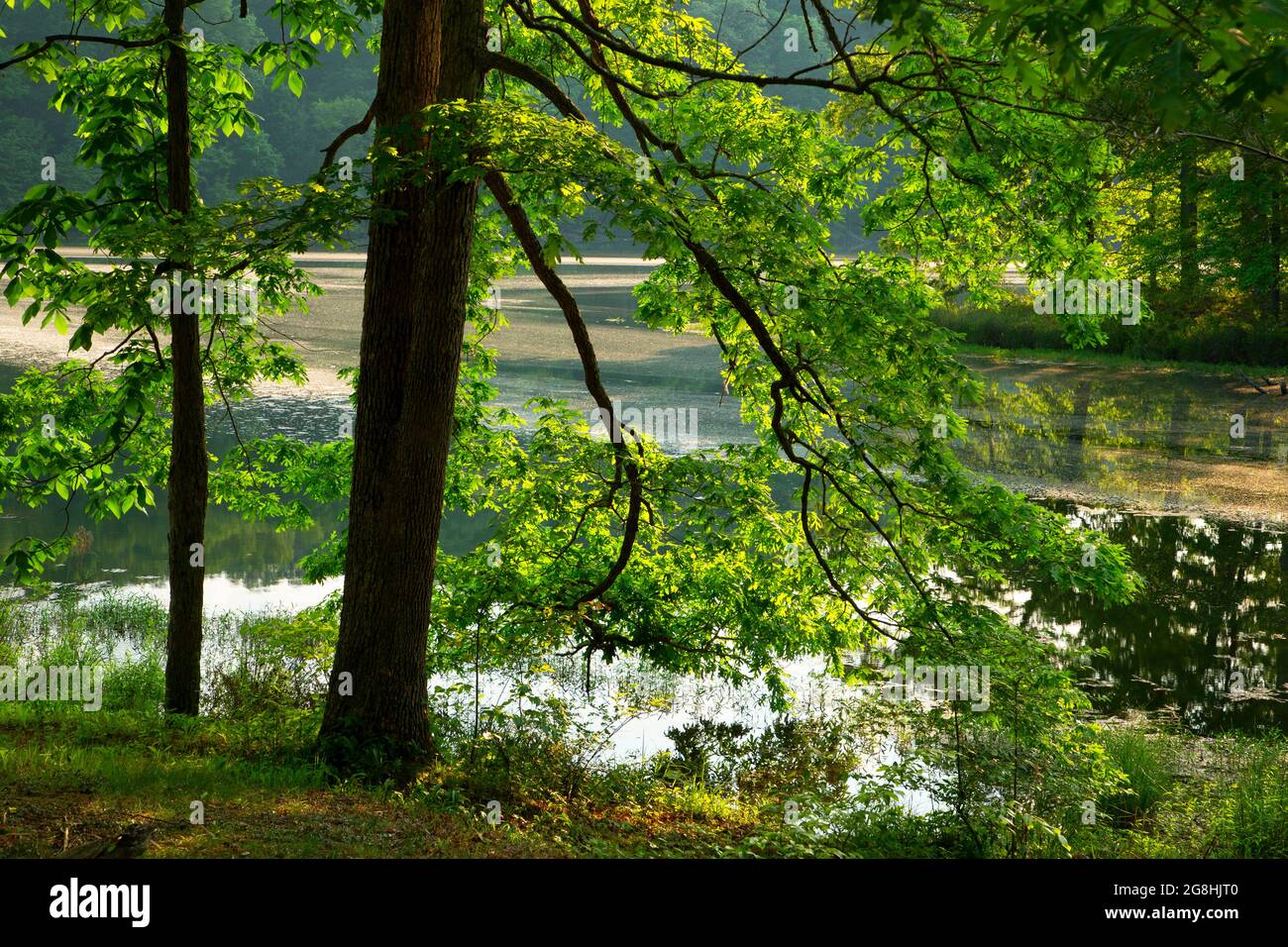 Yellowwood tree hi-res stock photography and images - Alamy