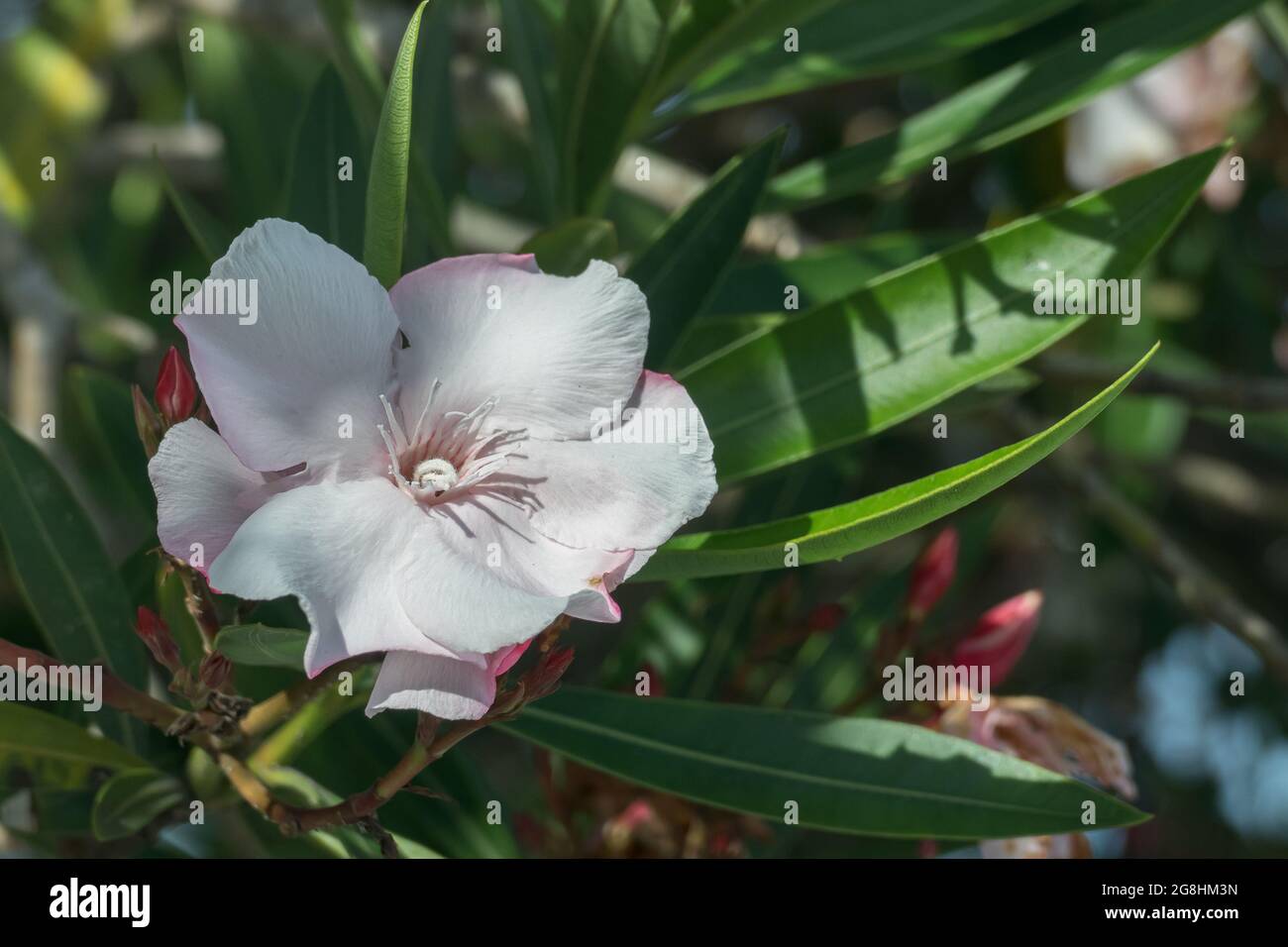 Nerium Oleander White High Resolution Stock Photography and Images - Alamy