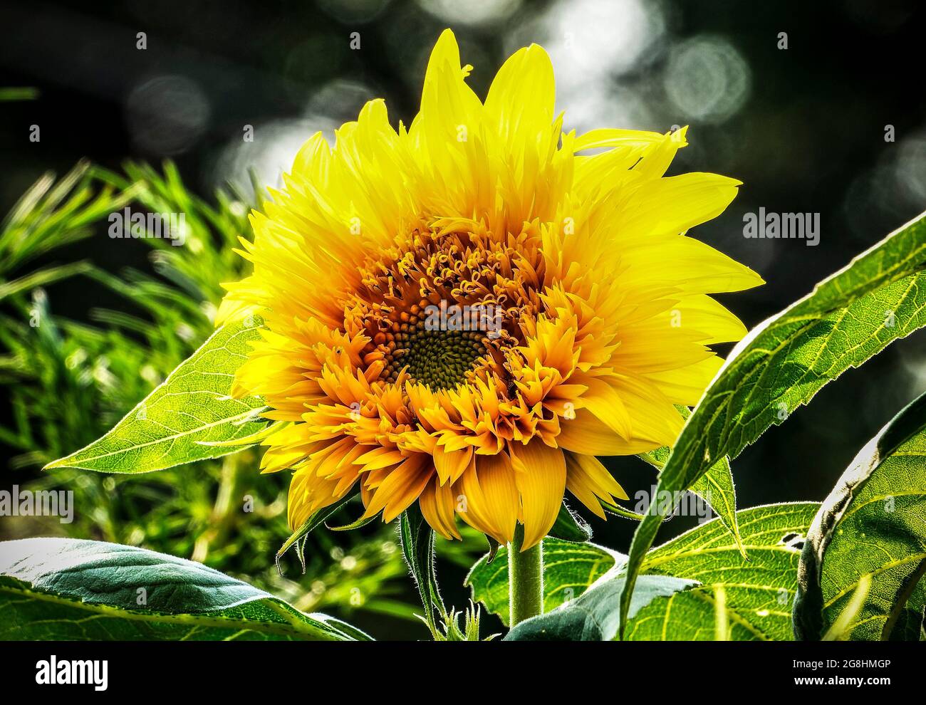 Yellow and orange Sunflower opens up in the sun Stock Photo - Alamy