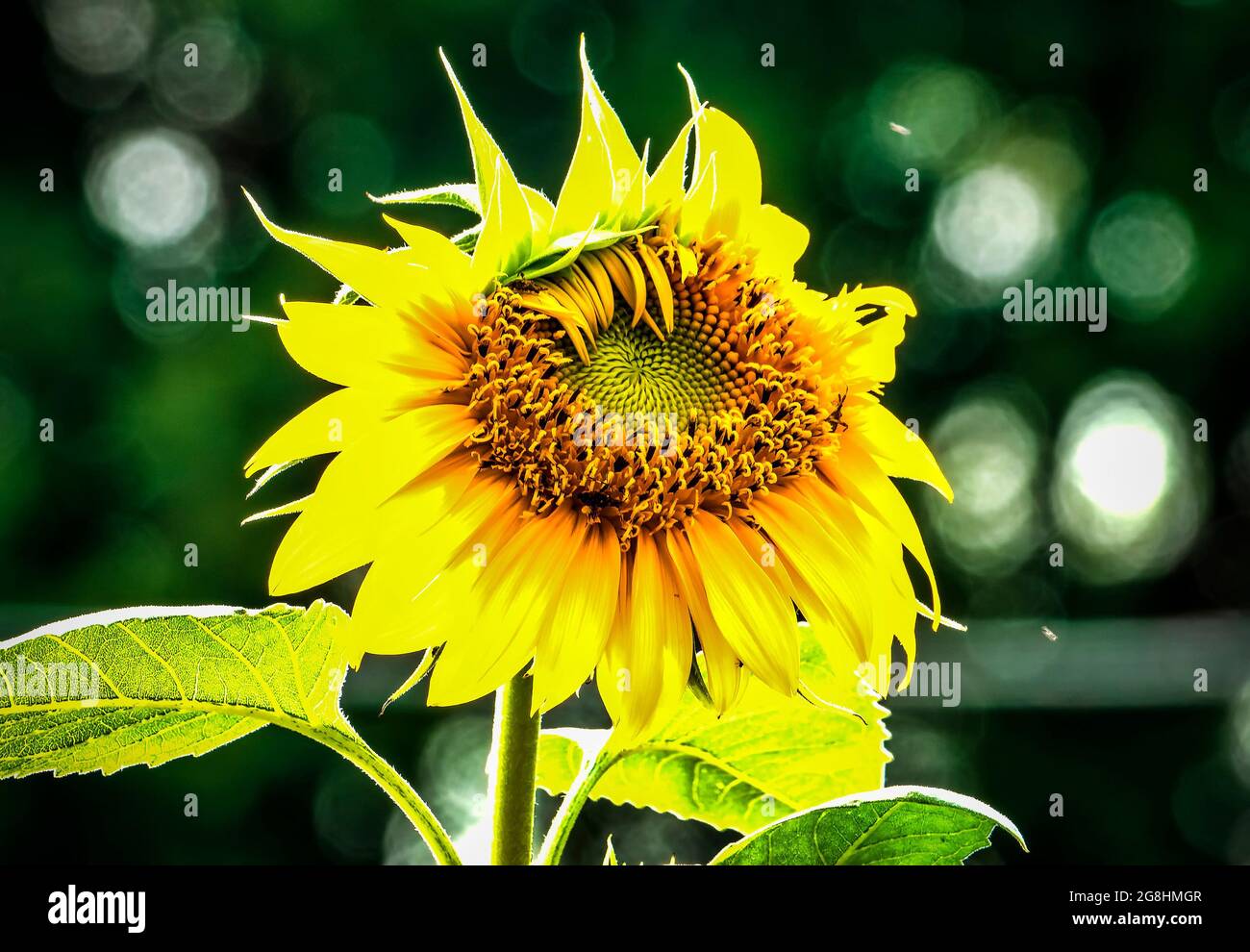 Yellow orange sunflower opens hi-res stock photography and images - Alamy