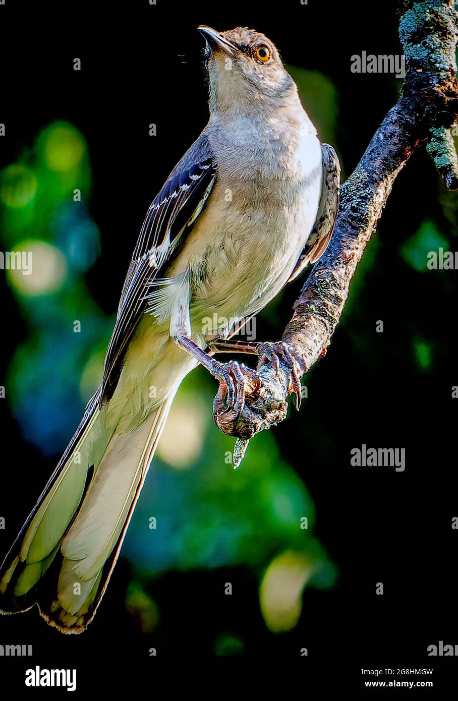 Northern Mockingbird on lookout high in the tree Stock Photo - Alamy