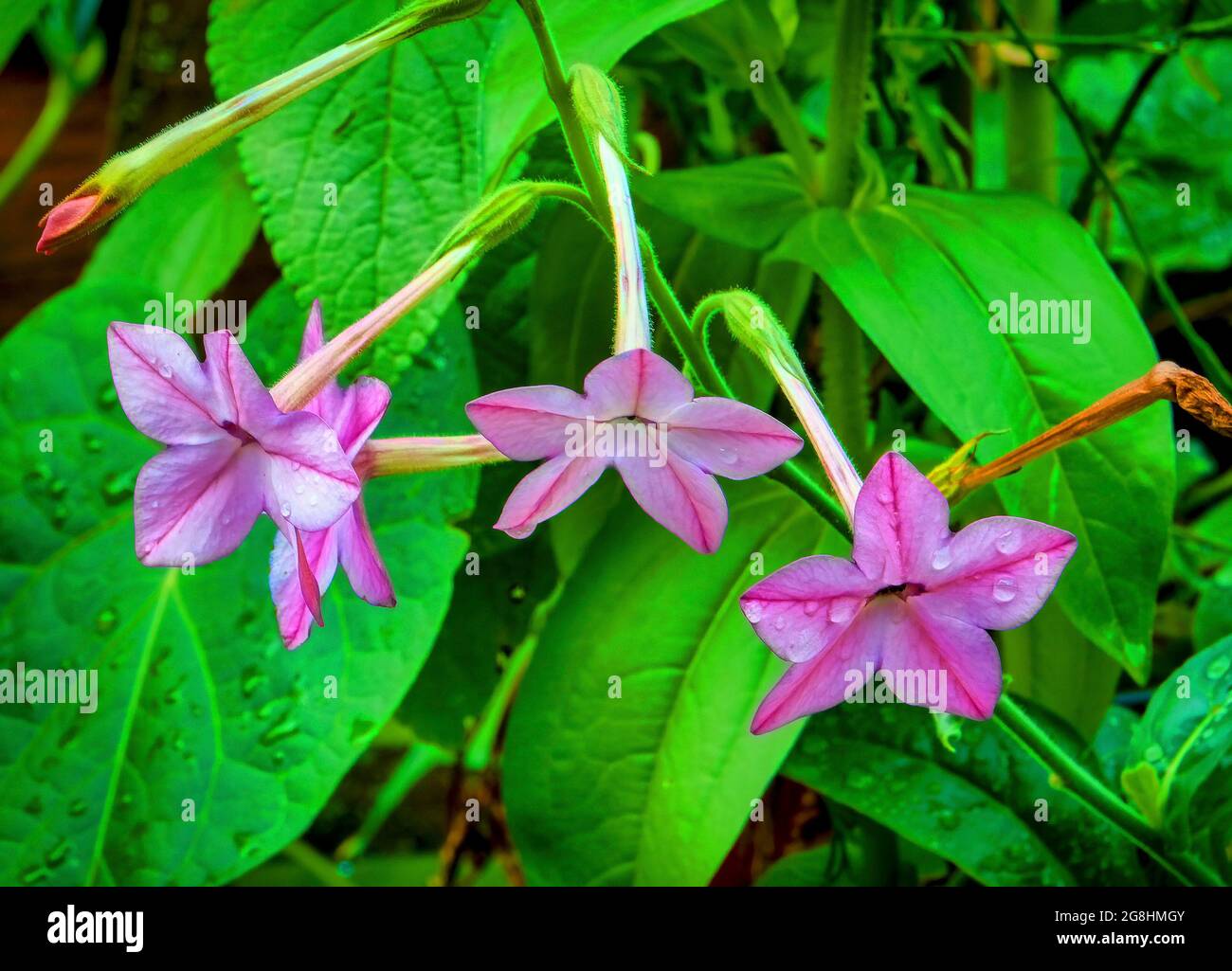Vines bloom hi-res stock photography and images - Alamy