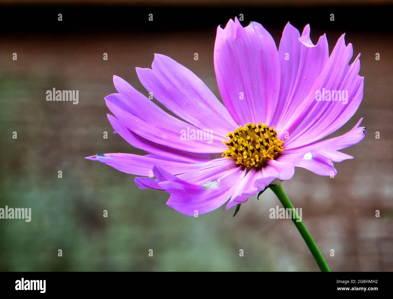 Flower opens petals hi-res stock photography and images - Alamy