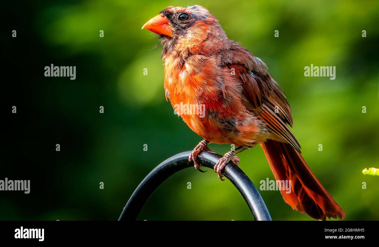Molting Northern Cardinal perches in the garden Stock Photo - Alamy