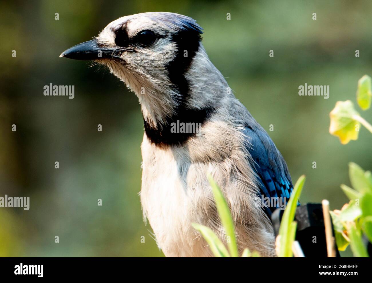 Bluejay arrives on the backyard deck Stock Photo - Alamy