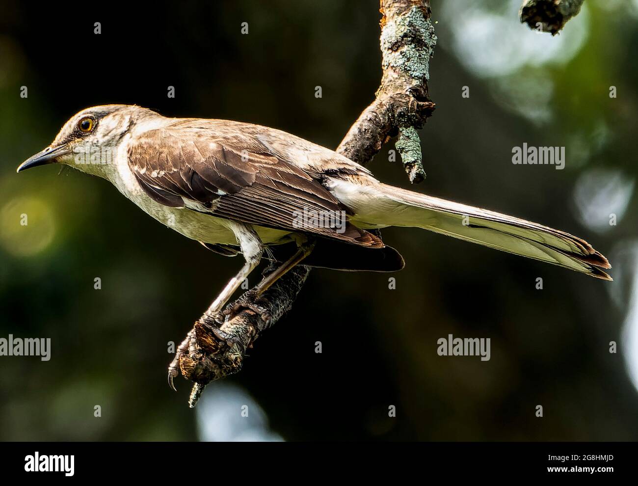Northern Mockingbird on lookout high in the tree Stock Photo - Alamy