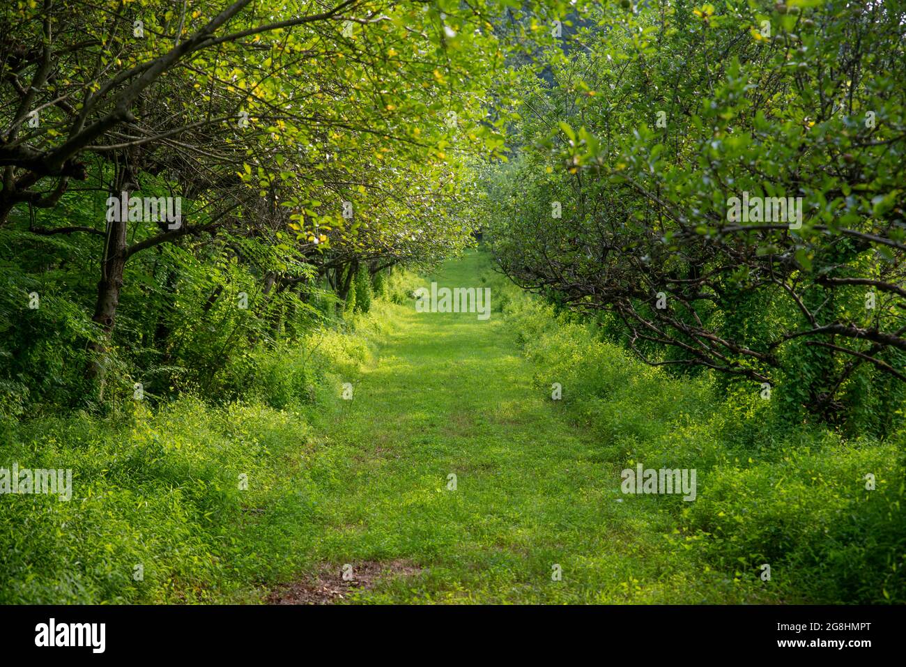 Long grassy lane through rows of fruit trees Stock Photo - Alamy