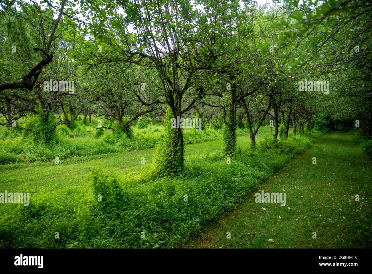 Grass paths through idyllic old fruit orchard Stock Photo - Alamy