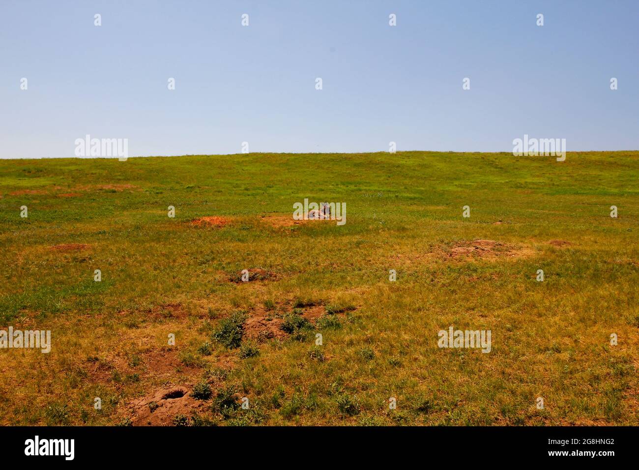 Friendly Burros Used to People, Custer State Park, South Dakota Stock ...