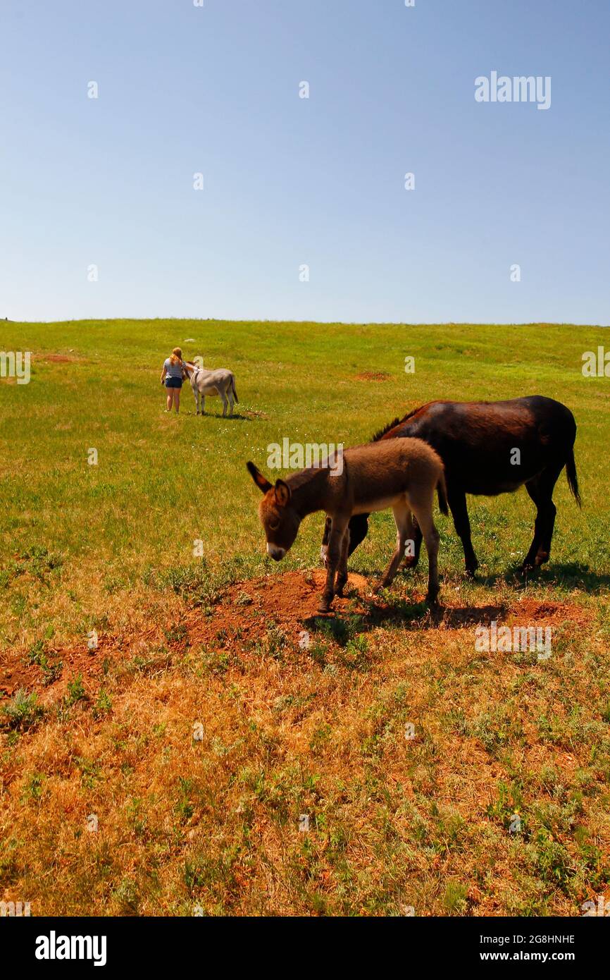 Friendly Burros Used to People, Custer State Park, South Dakota Stock ...