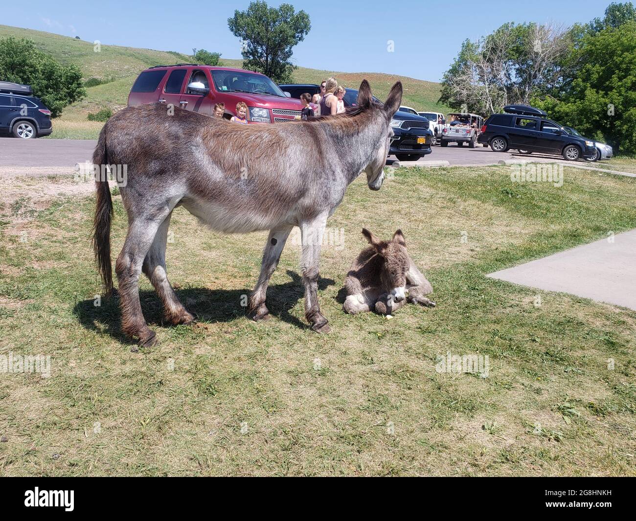 Friendly Burros Used to People, Custer State Park, South Dakota Stock ...