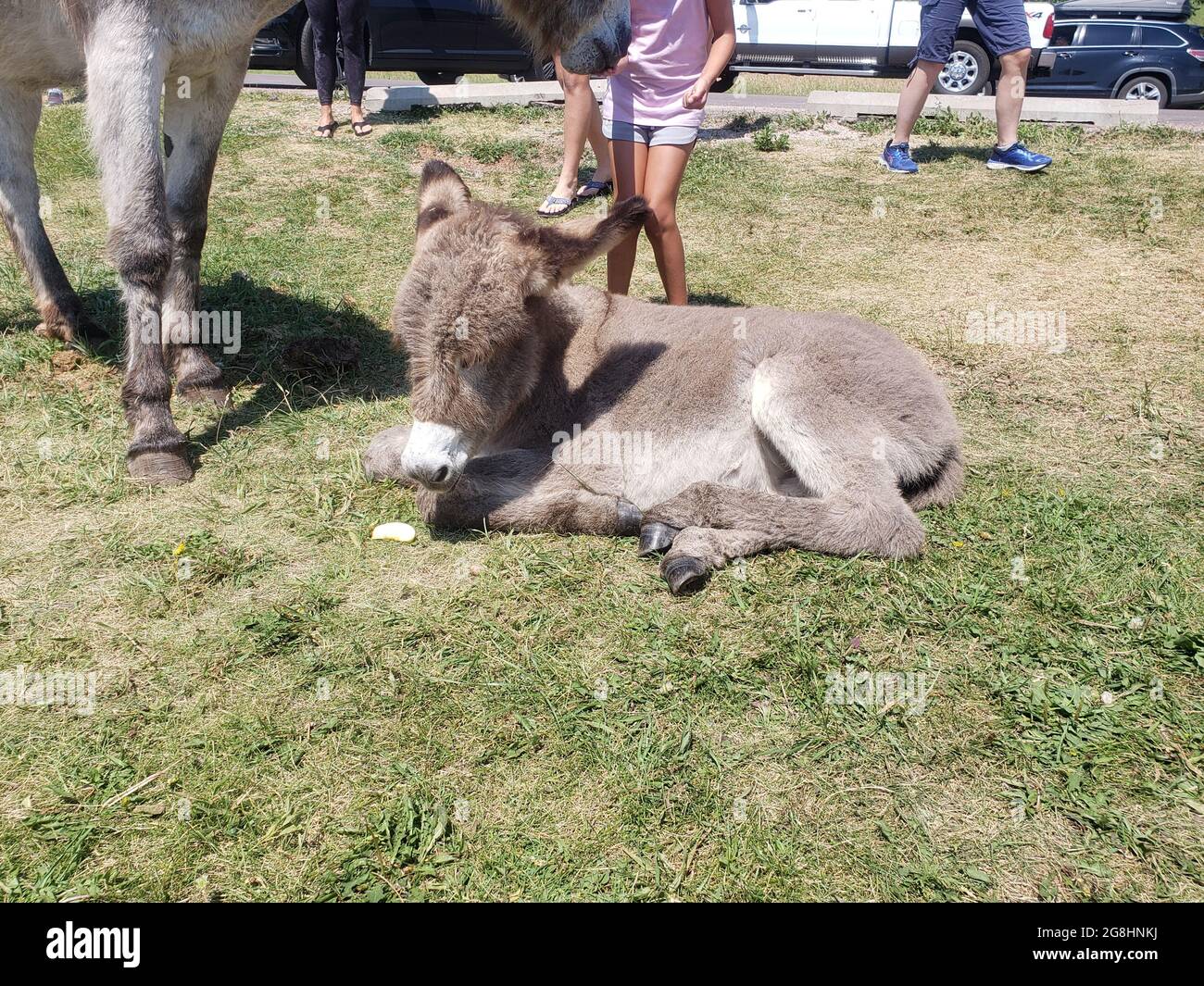 Friendly Burros Used to People, Custer State Park, South Dakota Stock ...