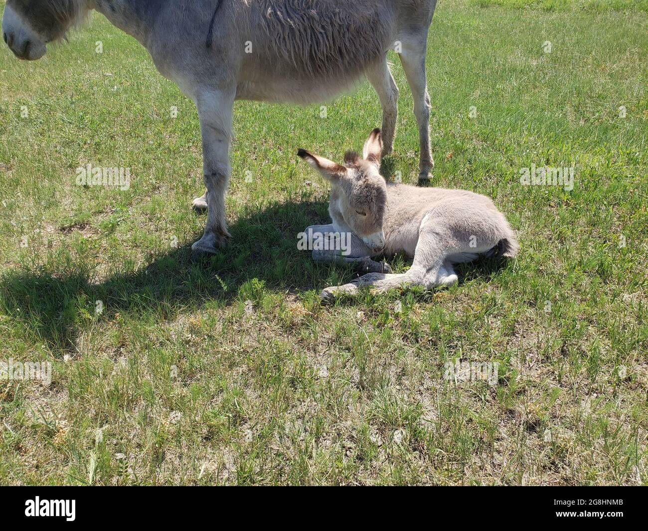 Friendly Burros Used to People, Custer State Park, South Dakota Stock ...