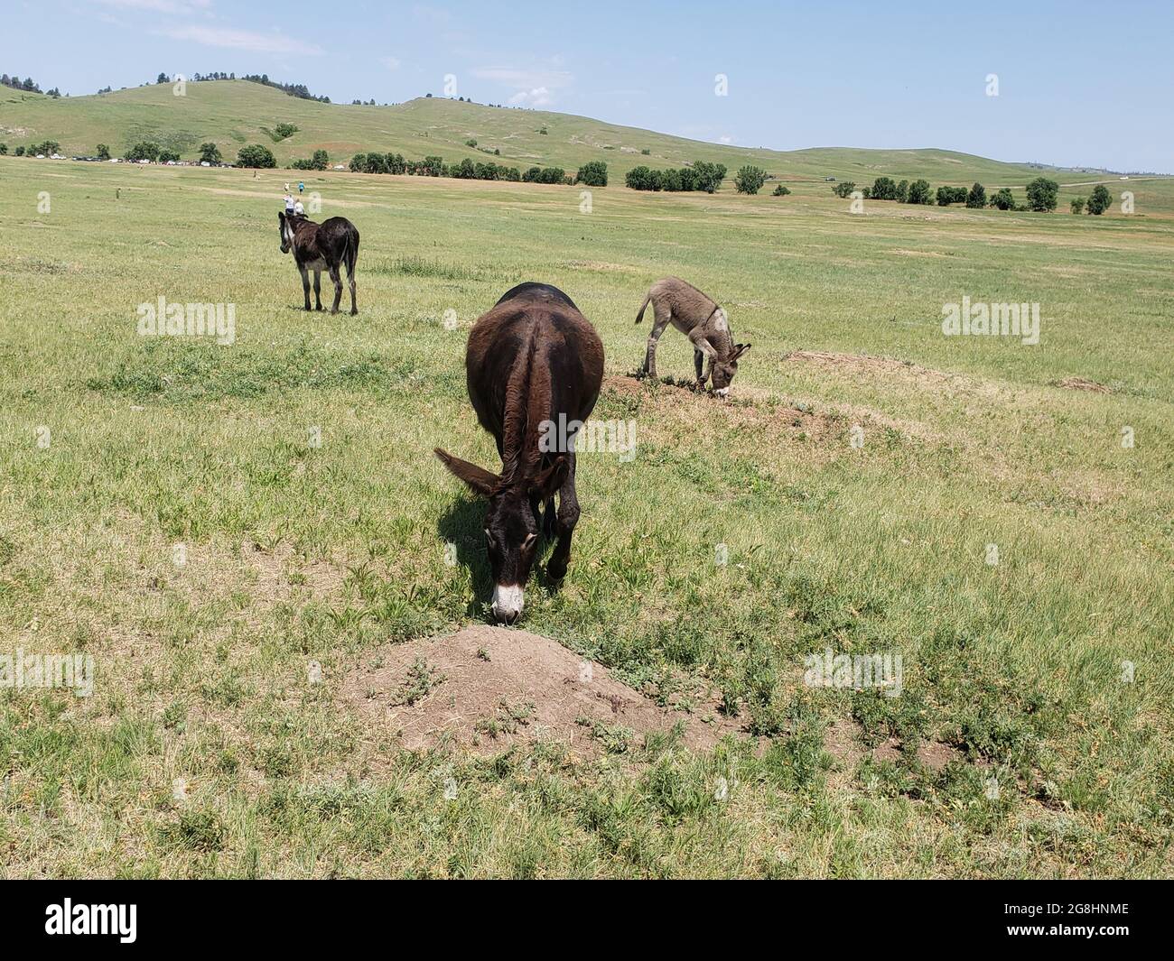 Friendly Burros Used to People, Custer State Park, South Dakota Stock ...