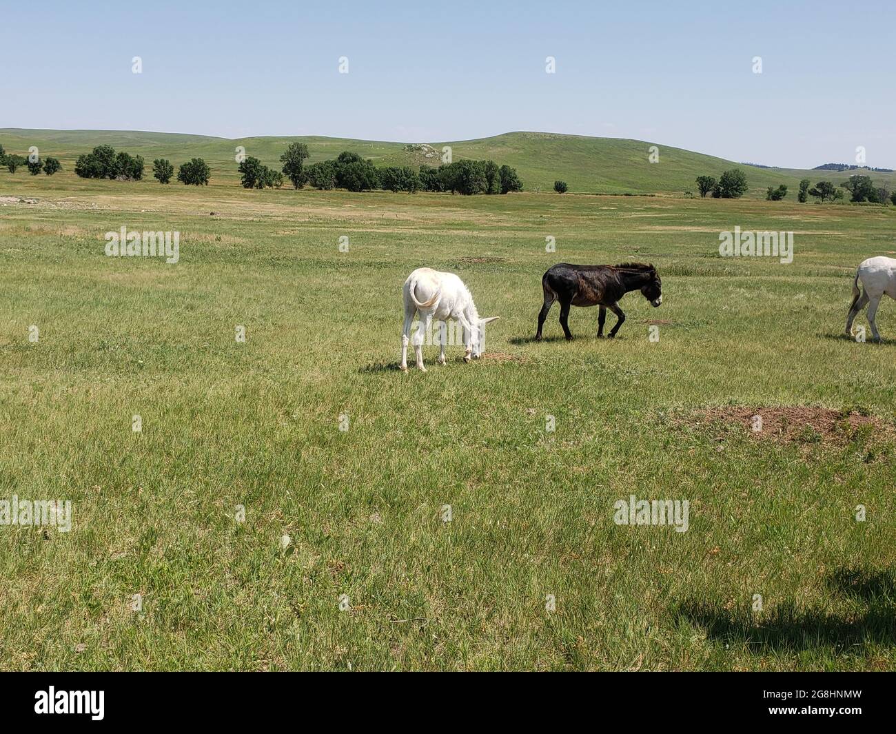 Friendly Burros Used to People, Custer State Park, South Dakota Stock ...