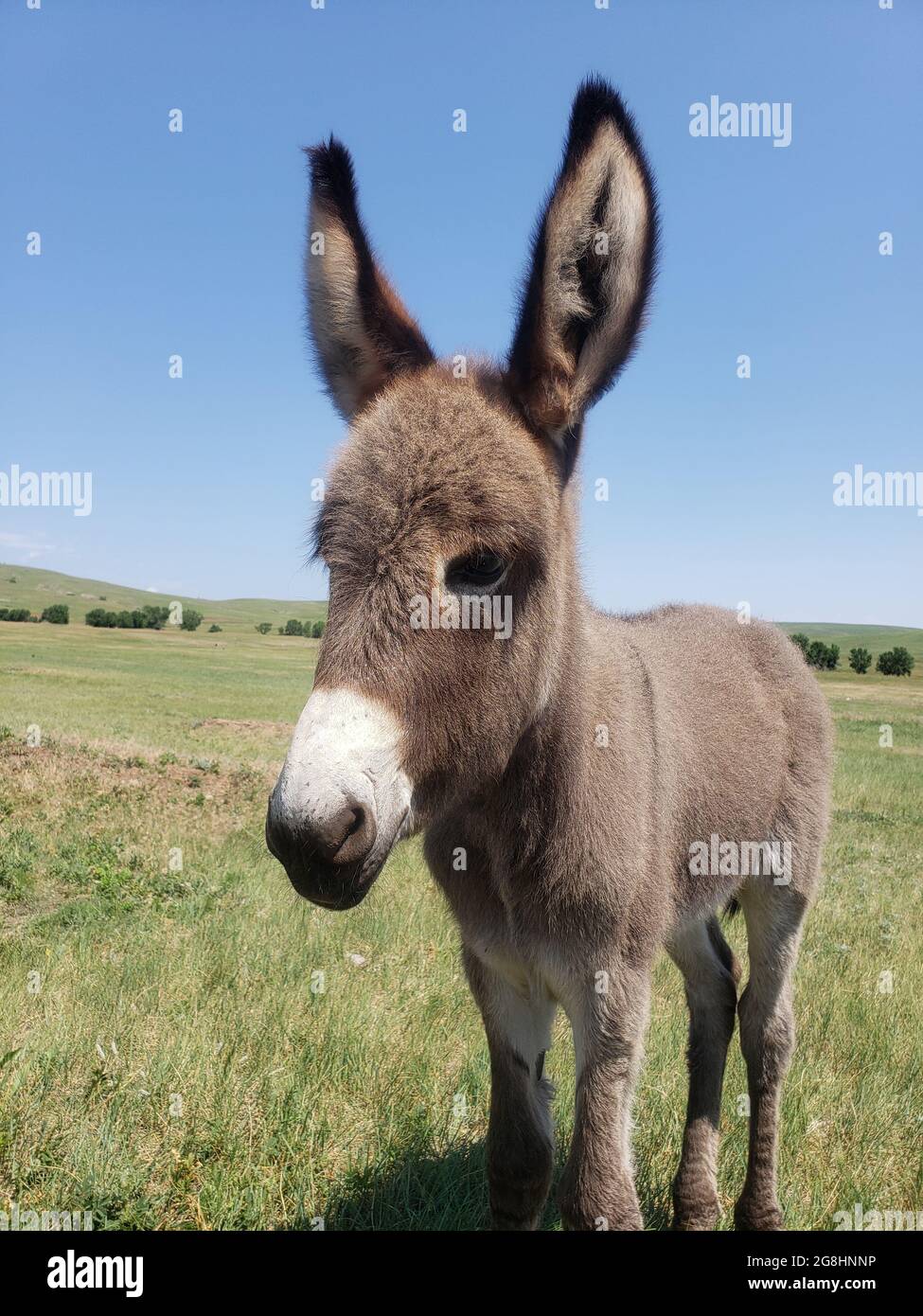 Friendly Burros Used to People, Custer State Park, South Dakota Stock ...