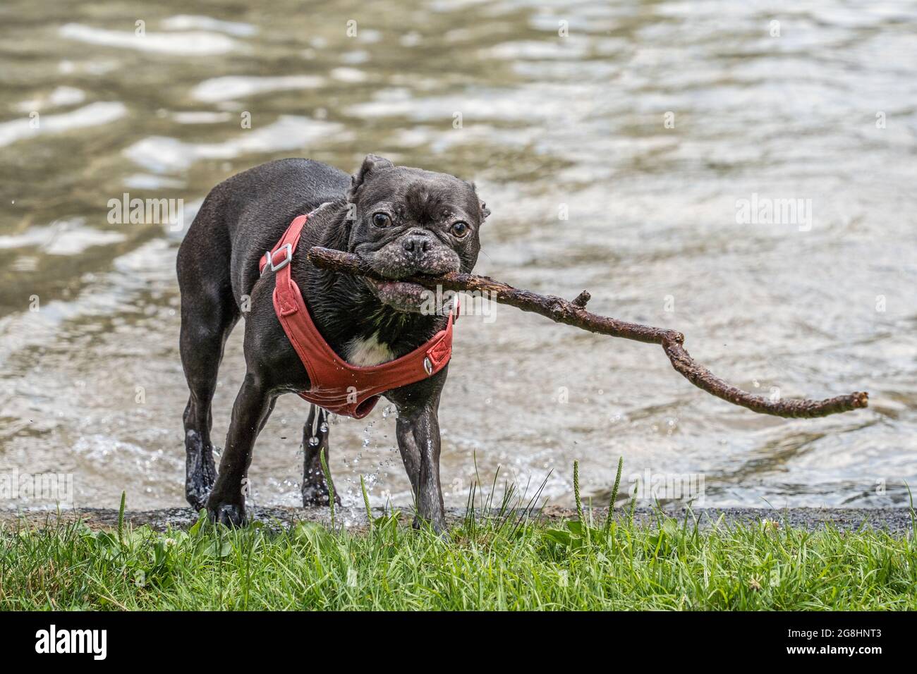 Big stick hi-res stock photography and images - Alamy