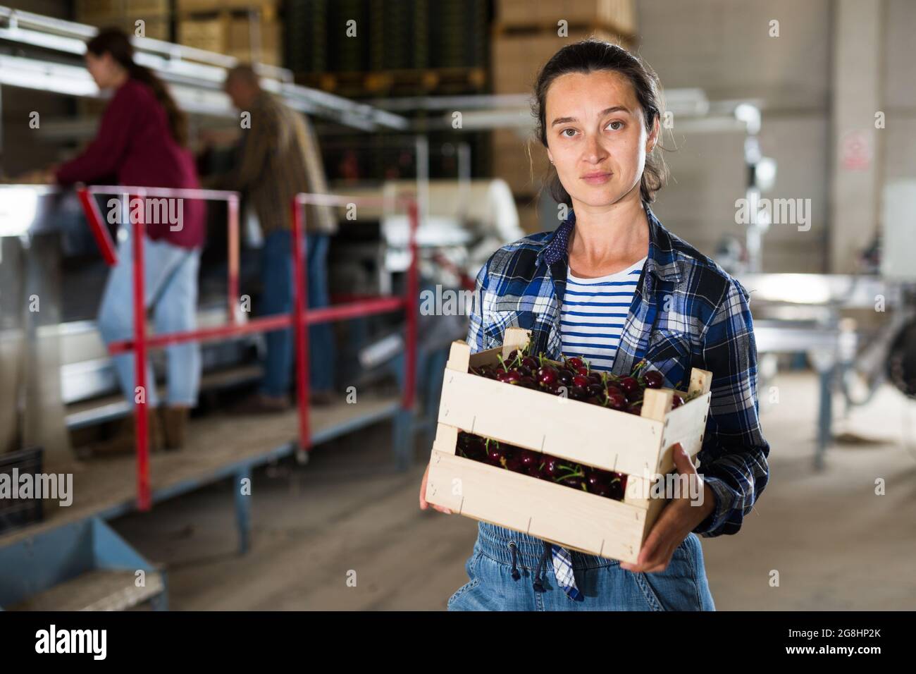 Female standing with crate of cherry during sorting and checking ...