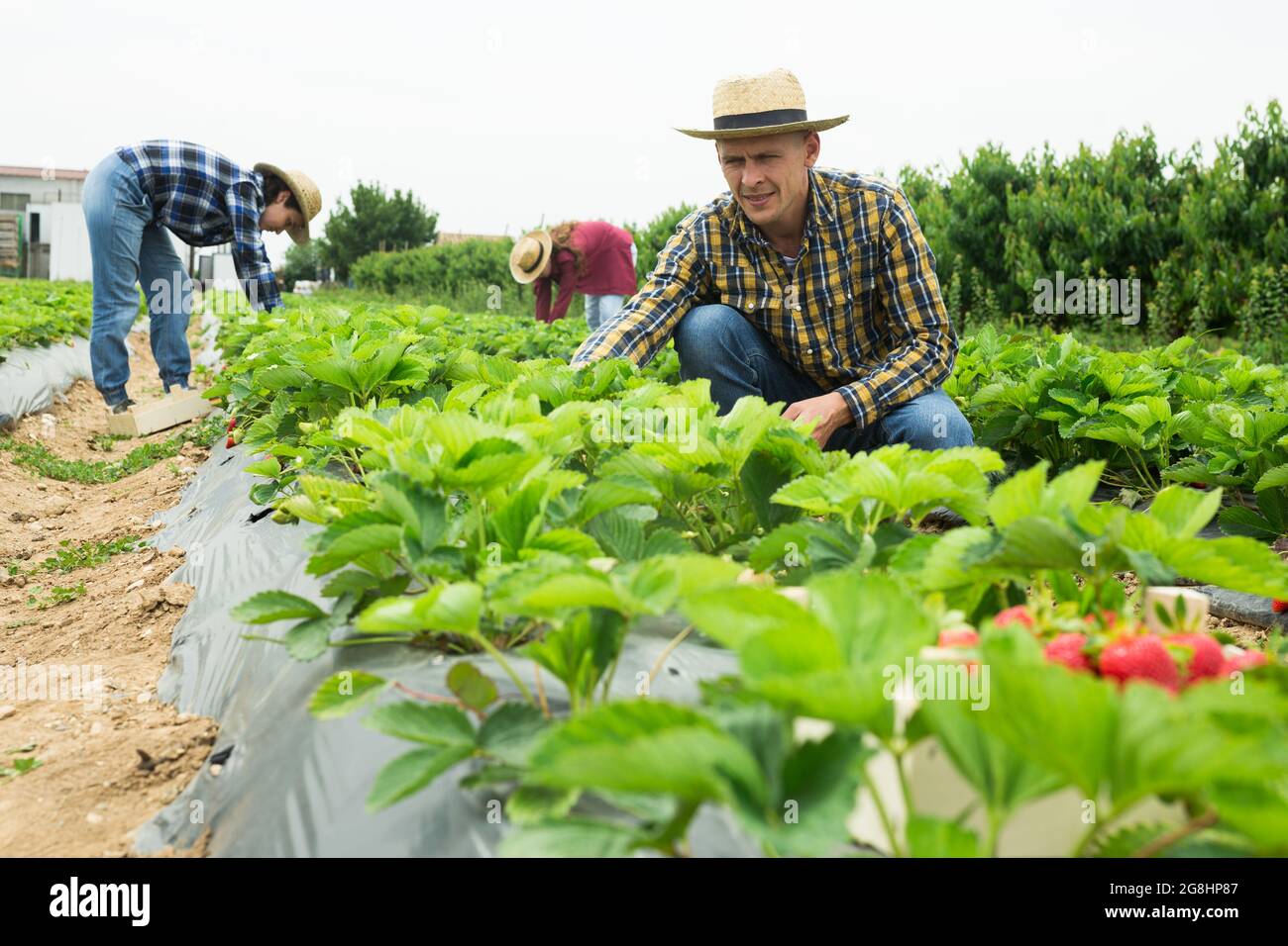 Male gardener picking strawberry at plantation Stock Photo - Alamy