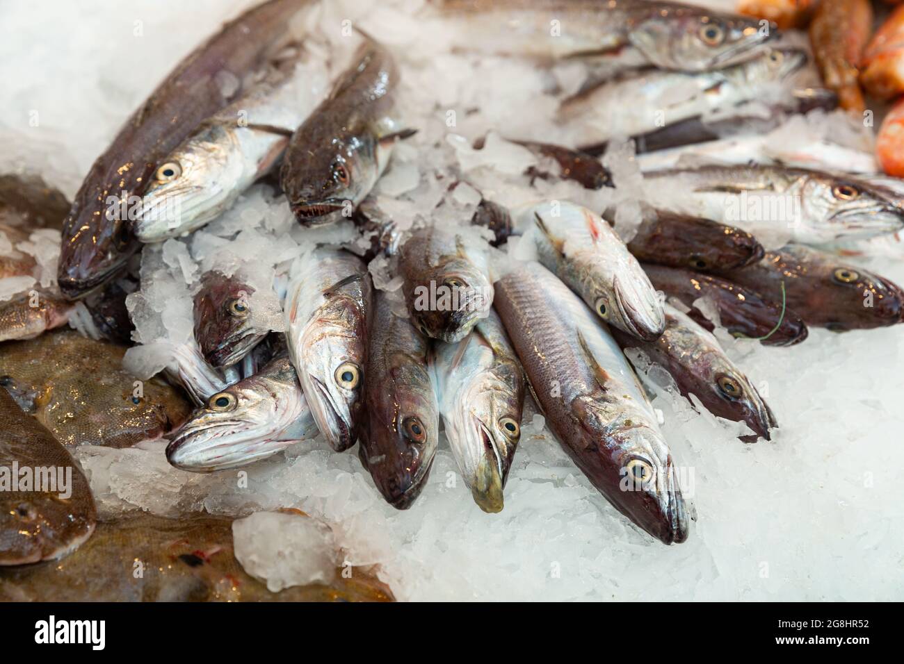 Frozen Merluccius merluccius or European hake fish for sale at the city ...