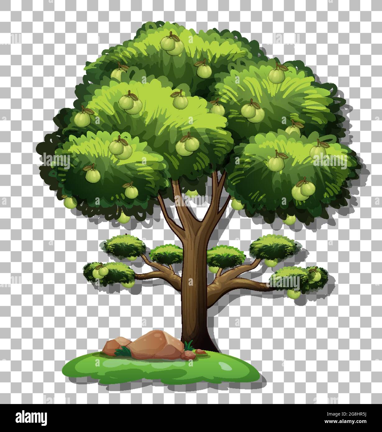 Guava tree on transparent background illustration Stock Vector Image ...