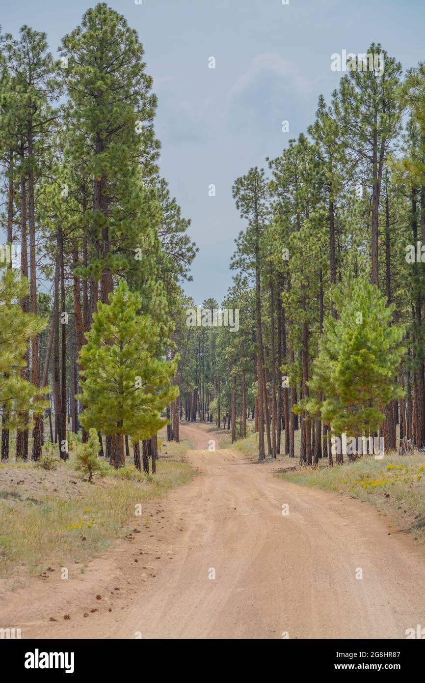 The kaibab national forest hi-res stock photography and images - Alamy