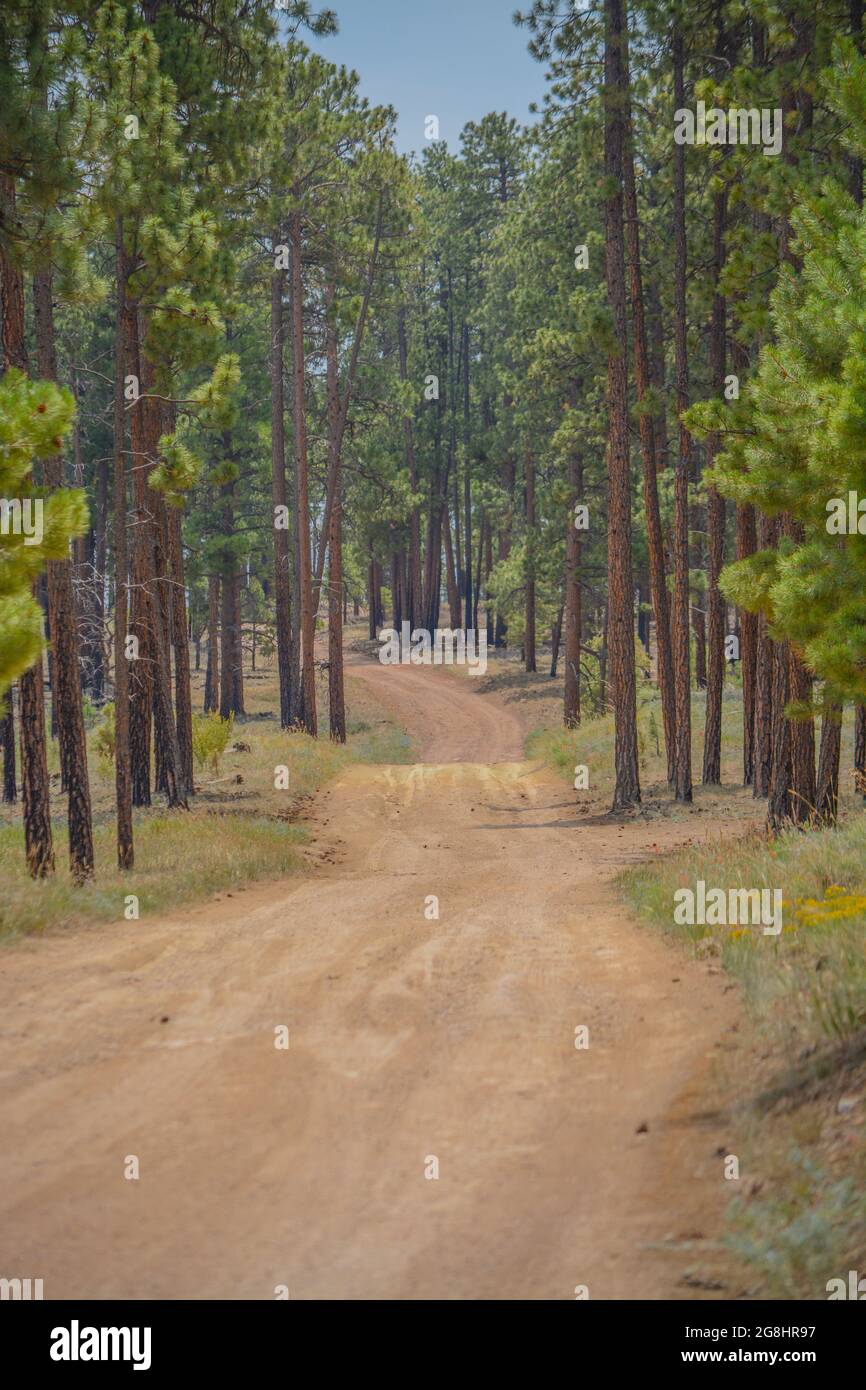 Kaibab national forest hi-res stock photography and images - Alamy